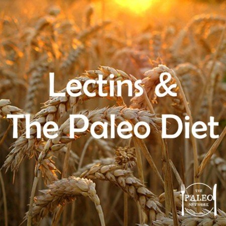 Lectins & The Paleo Diet - The Paleo Network